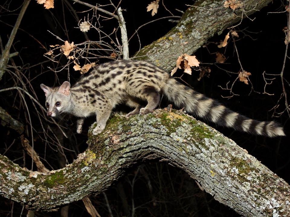 LA GINETA (GENETTA GENETTA). HUELLAS, RASTROS Y SEÑALES