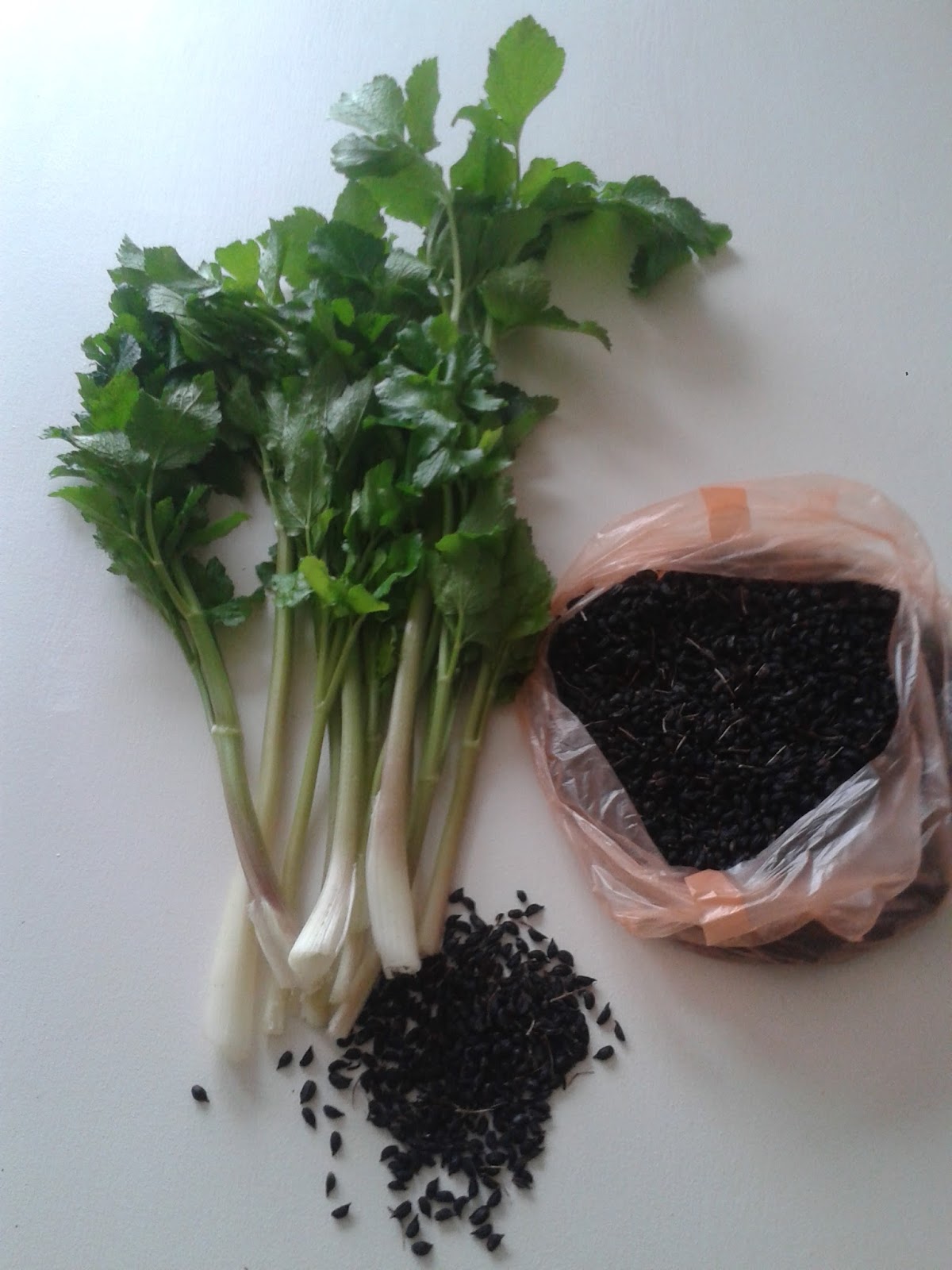 Alexanders (Smyrnium olusatrum).