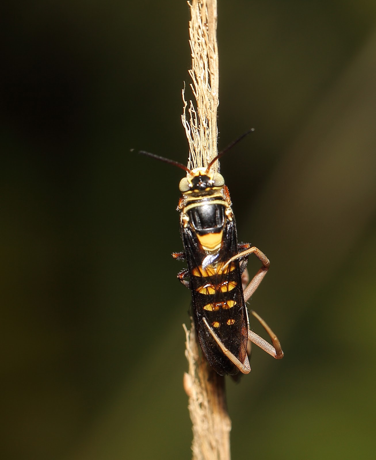 BunyipCo: The Long Sleep