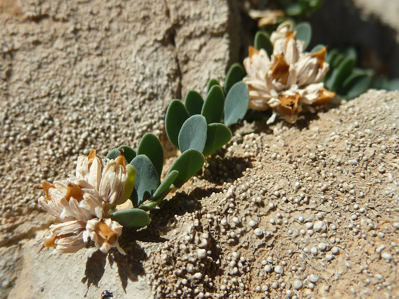 PASOS: septiembre 2015