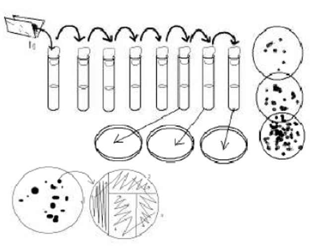 Cara Isolasi Mikroorganisme