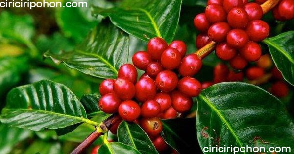 Jenis-Jenis Pohon Kopi di Indonesia - Ciriciripohon.com