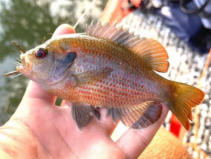 Texas Sunfish Identification Guide