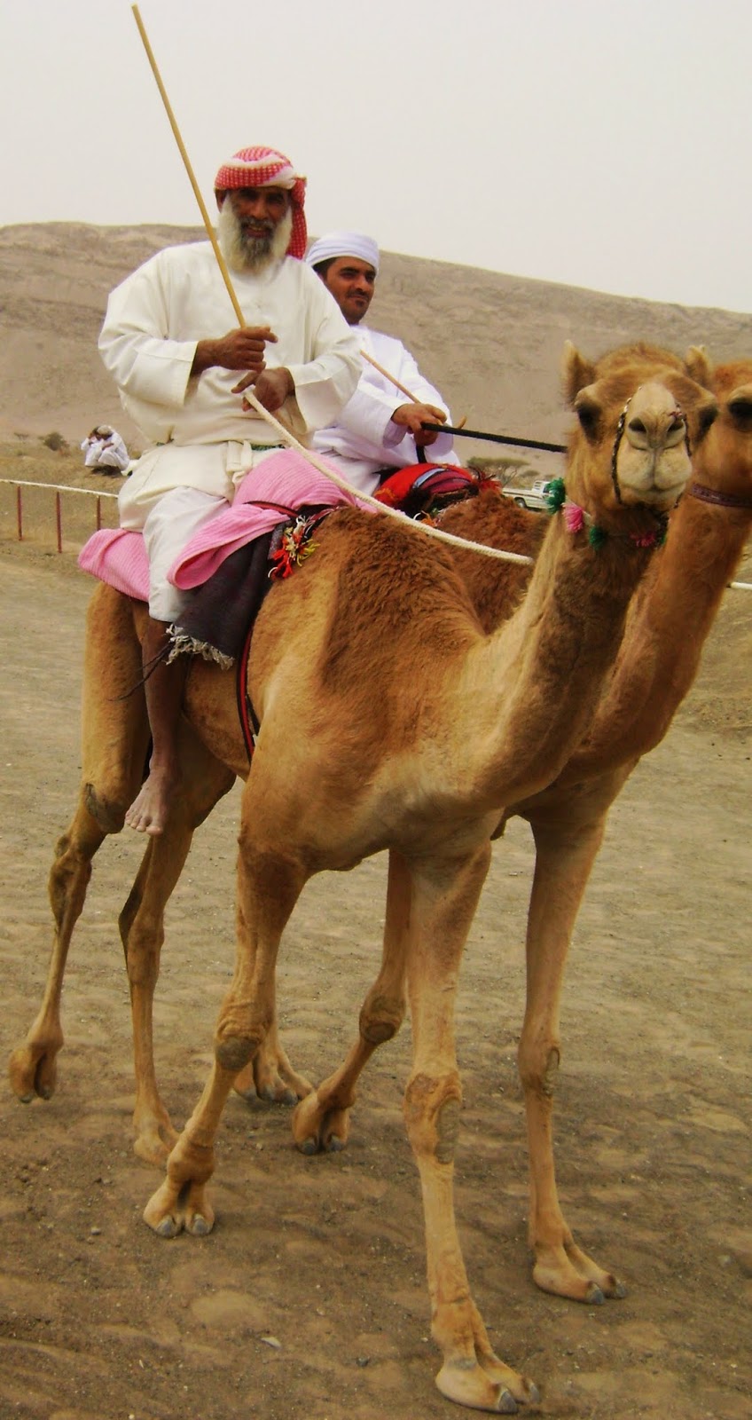 My Graced Journey: A day at the races - rural camel racing