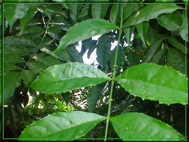 Òsùmàré: O Akòko