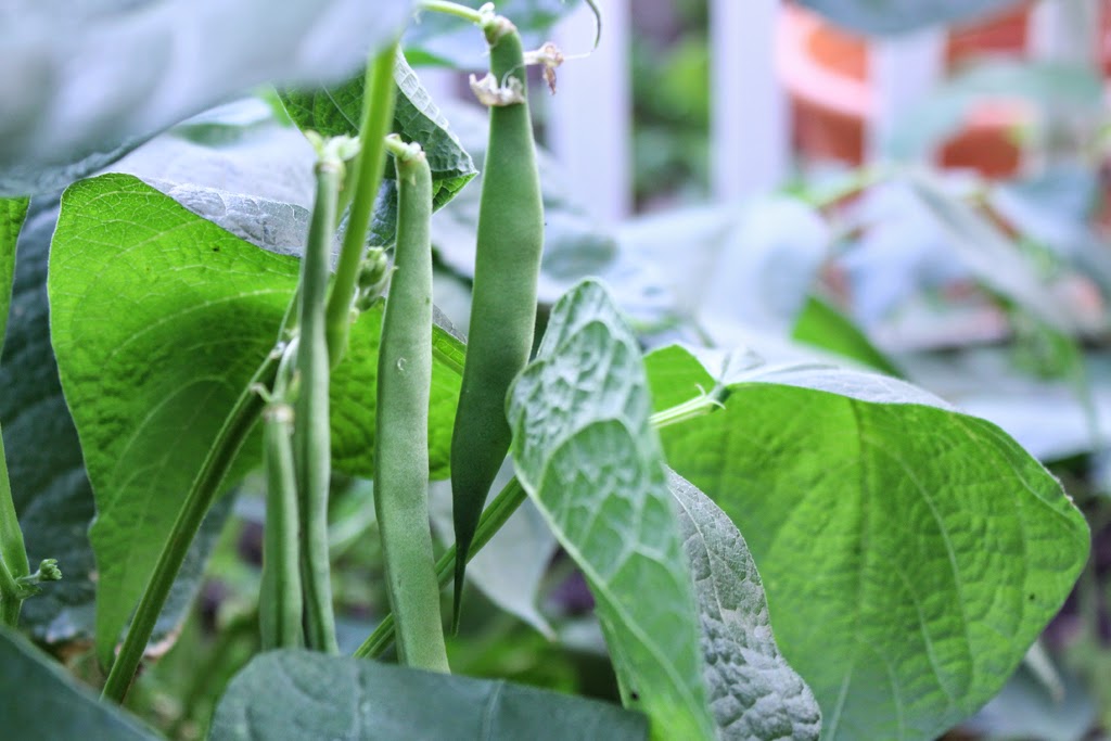 The Urban Veg Patch: When seeds fail to germinate