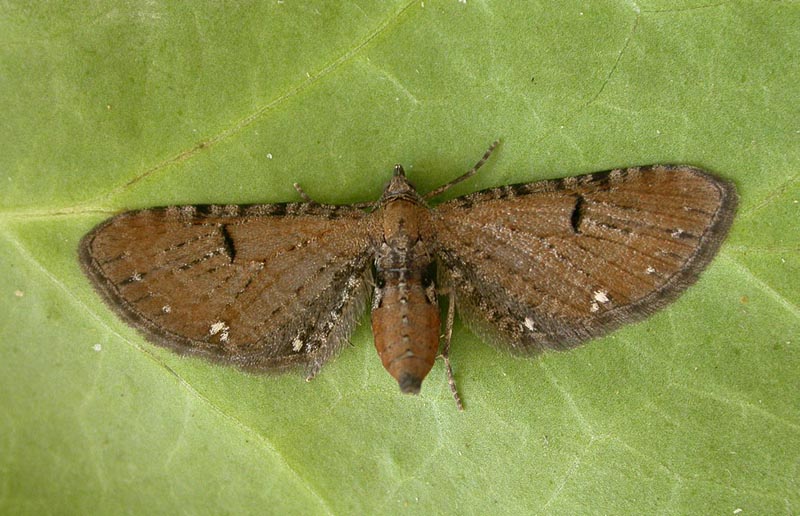 Variety of Life: Eupithecia