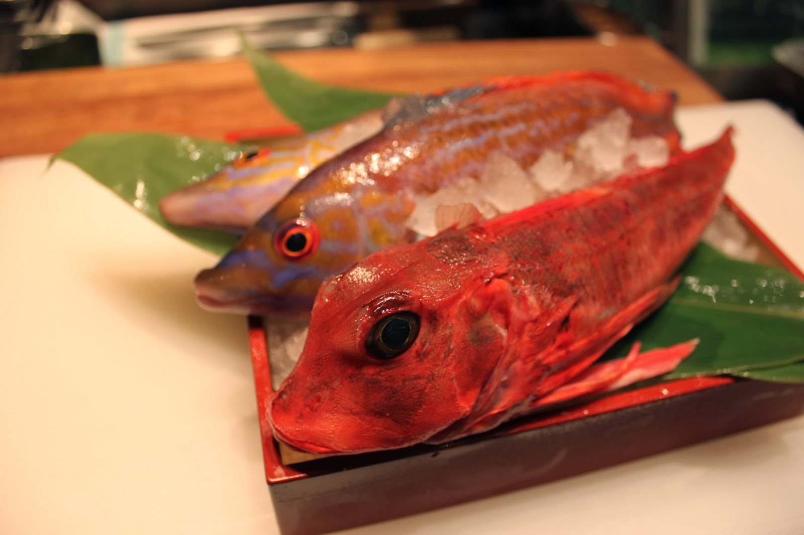 Tsure-T"sure **UMU London**: Fish Fish Fish! 北大西洋の魚たち