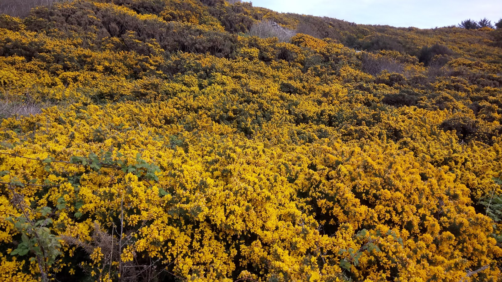 Pamela & Ken's Days of Fun!!: X is for Xanthic