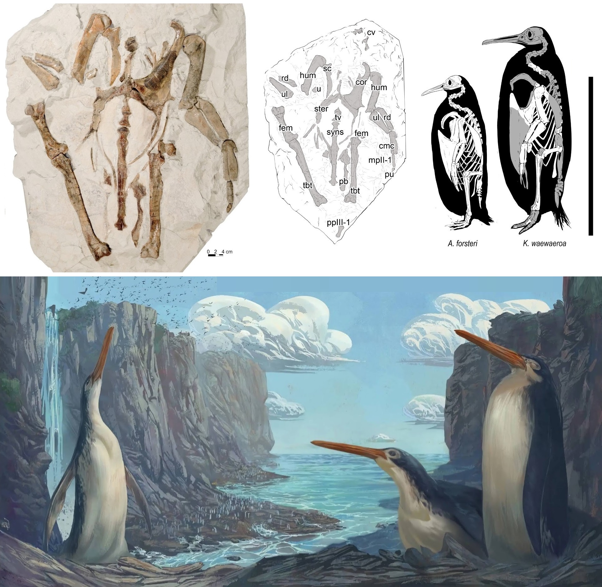 Species New to Science: [PaleoOrnithology • 2021] Kairuku waewaeroa • A ...