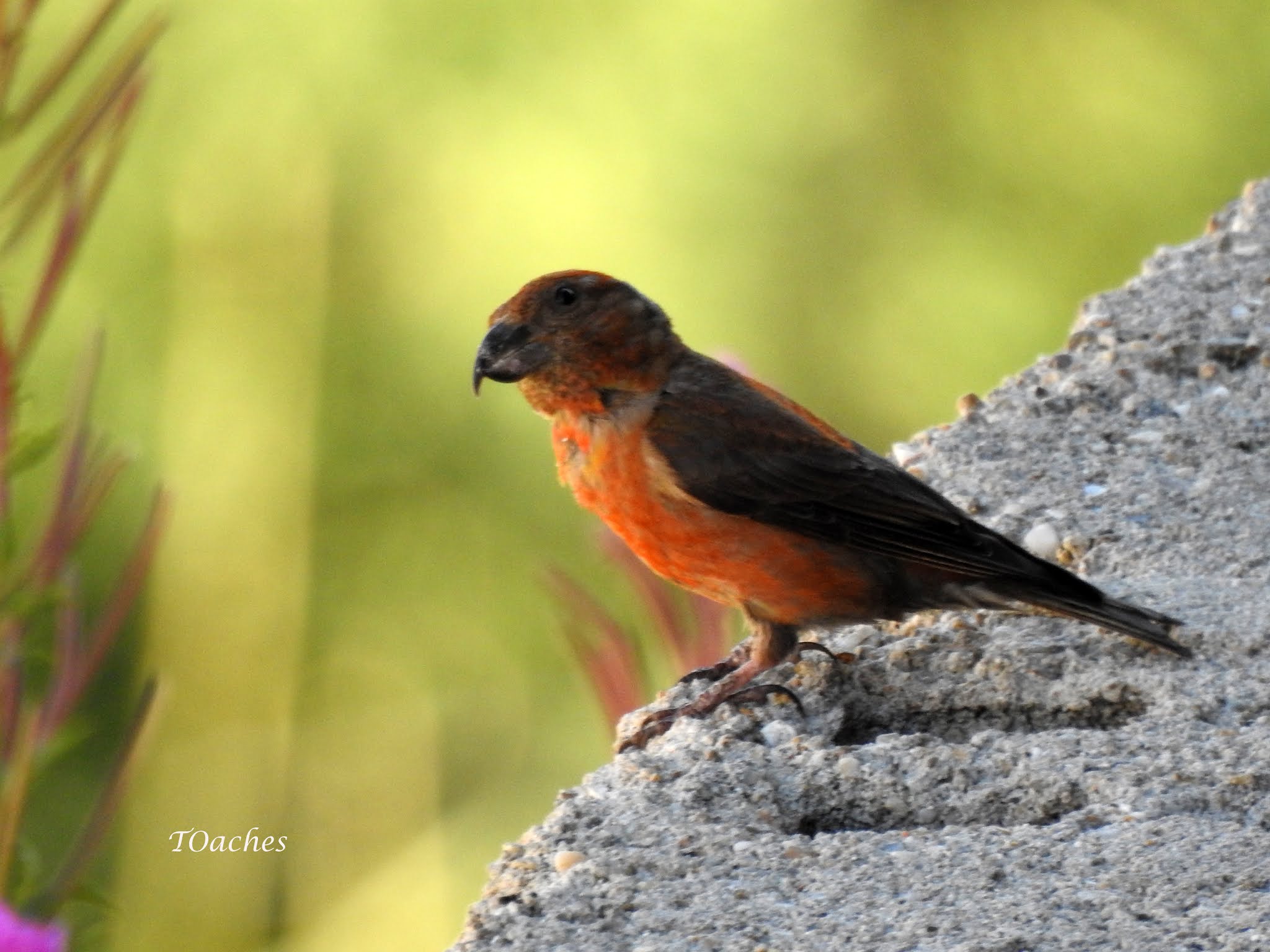 PASARI DIN ROMANIA: FORFECUTA (1), Loxia curvirostra