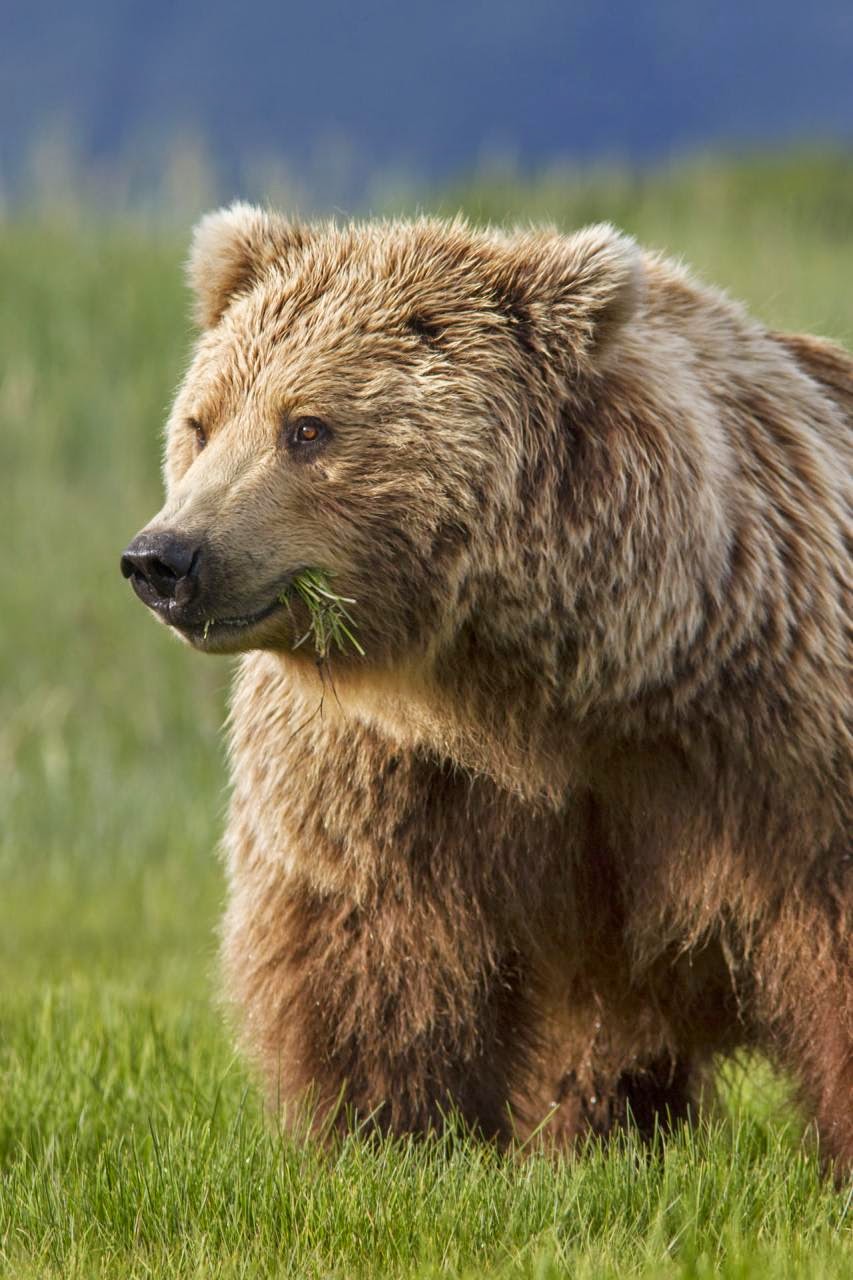 Aylmer to Zazzoo and Beyond: Bears - Review