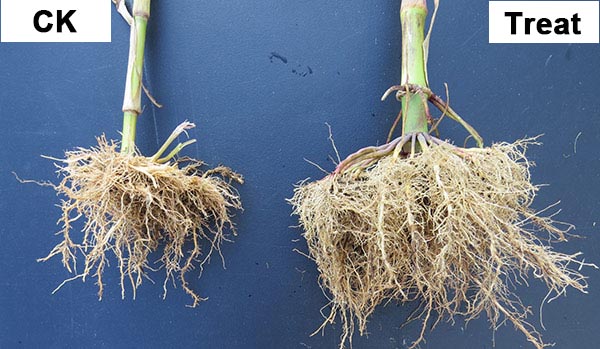 Trichoderma Harzianum Biofungicides Control Soil Pathogens