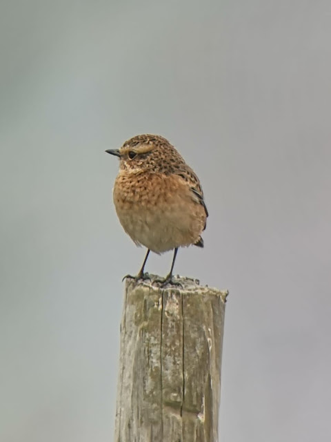 Hilbre Bird Observatory