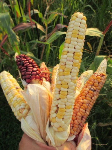 Spheres of Influence: Bear Island Flint Corn