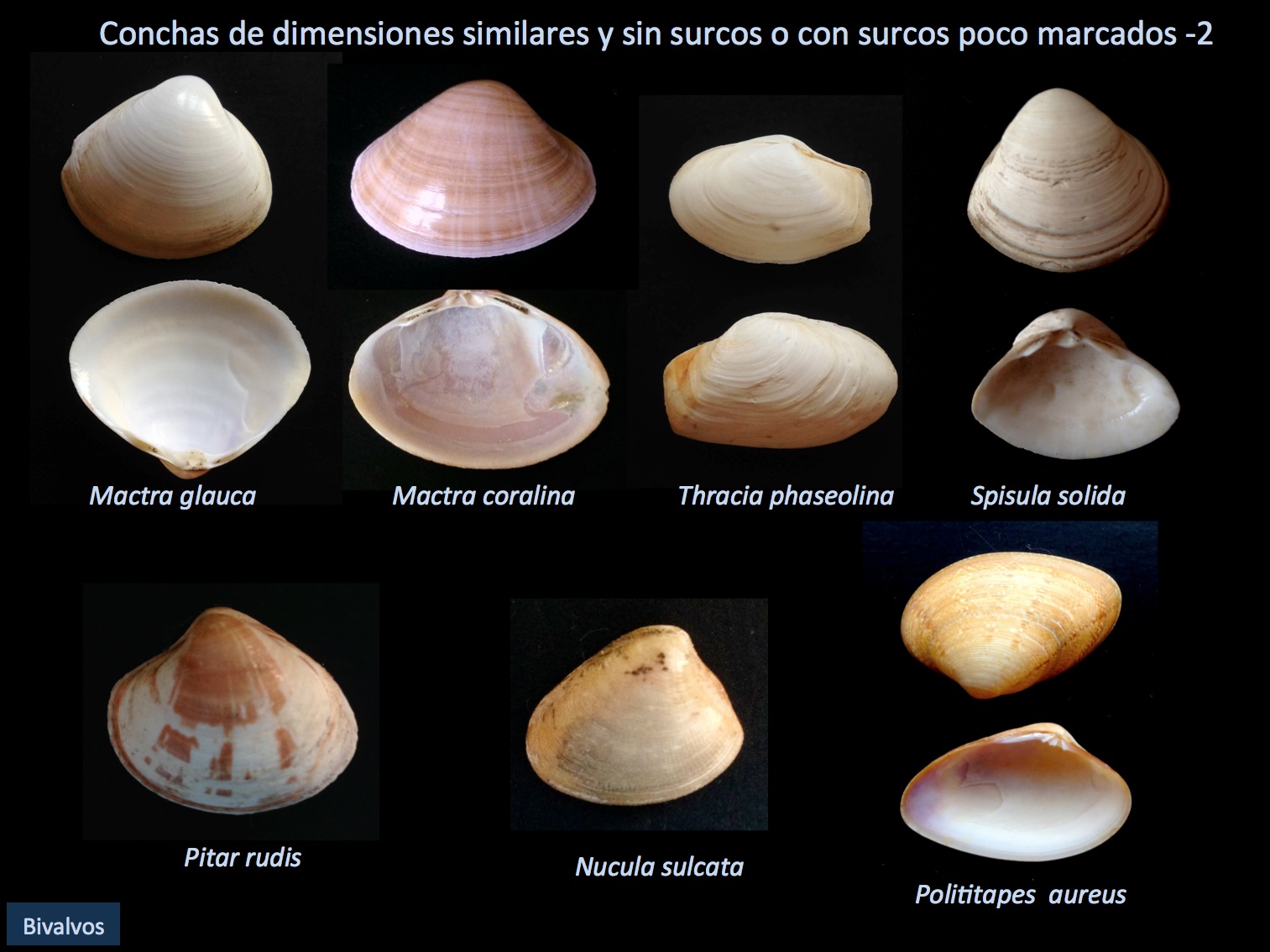 Rafael Microfauna Marina: Bivalvos