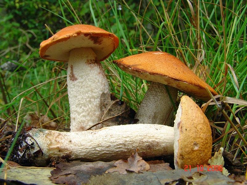 Plopul și ciupercile sale | Ciupercomania, totul, cu si despre ciuperci