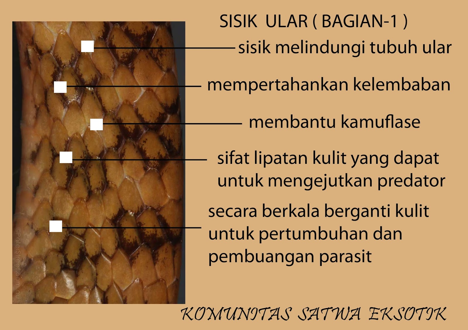 SISIK ULAR ( BAGIAN 1 )--BEBERAPA FUNGSI DARI SISIK ULAR--KOMUNITAS ...