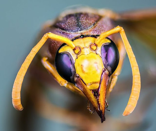 PARASITE IN HORNET WASP - DataGoblin