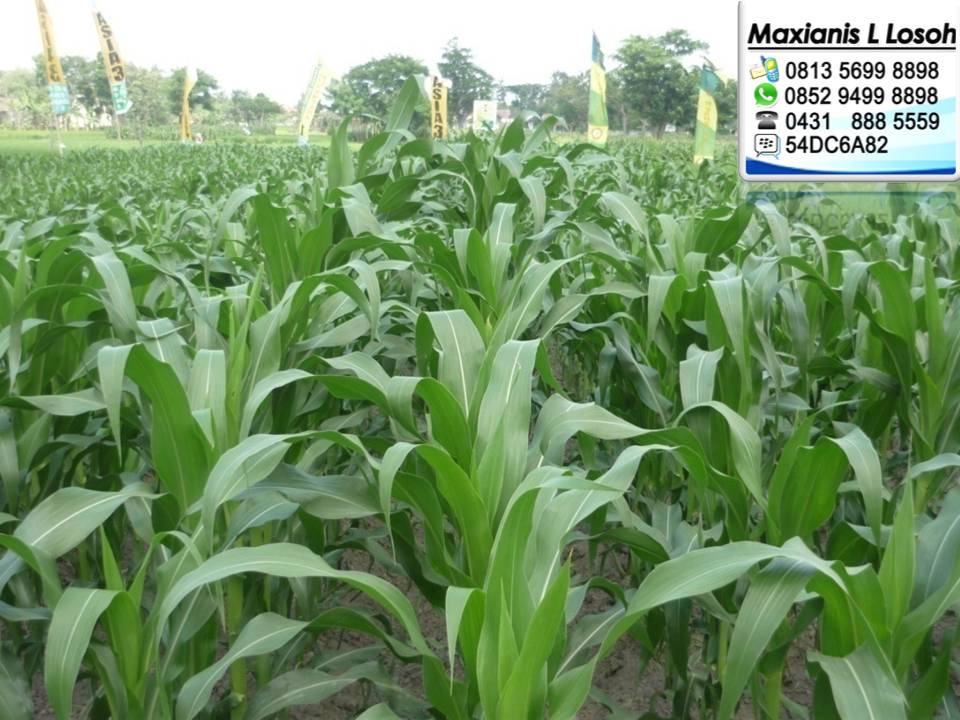 MaxiGrow Plus: Cara Cerdas Memanfaatkan Limbah Kolam Ikan untuk ...