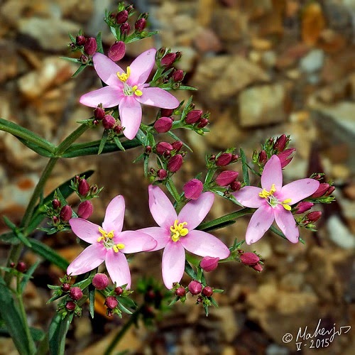 BIODIVERSIDAD COSTA GRANADINA Y...: Centaurea menor o hiel de la tierra ...
