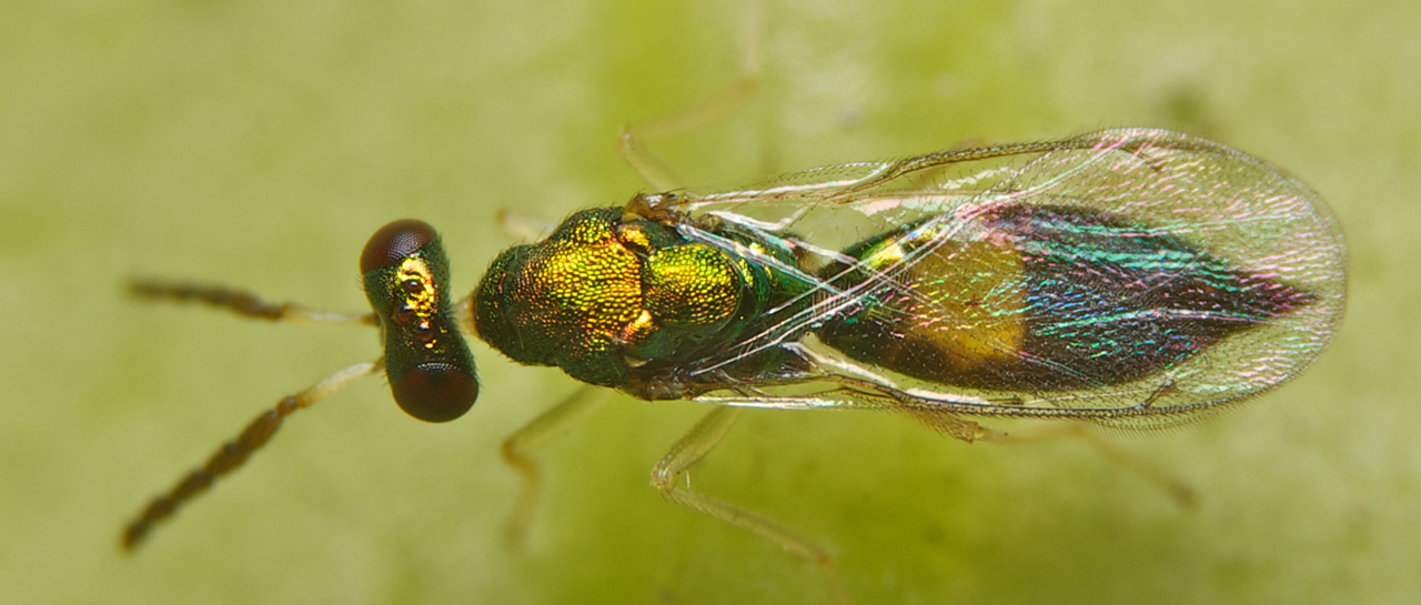 ムシをデザインしたのはダレ？: ヒメコバチ科の一種（Sympiesis derogatae）