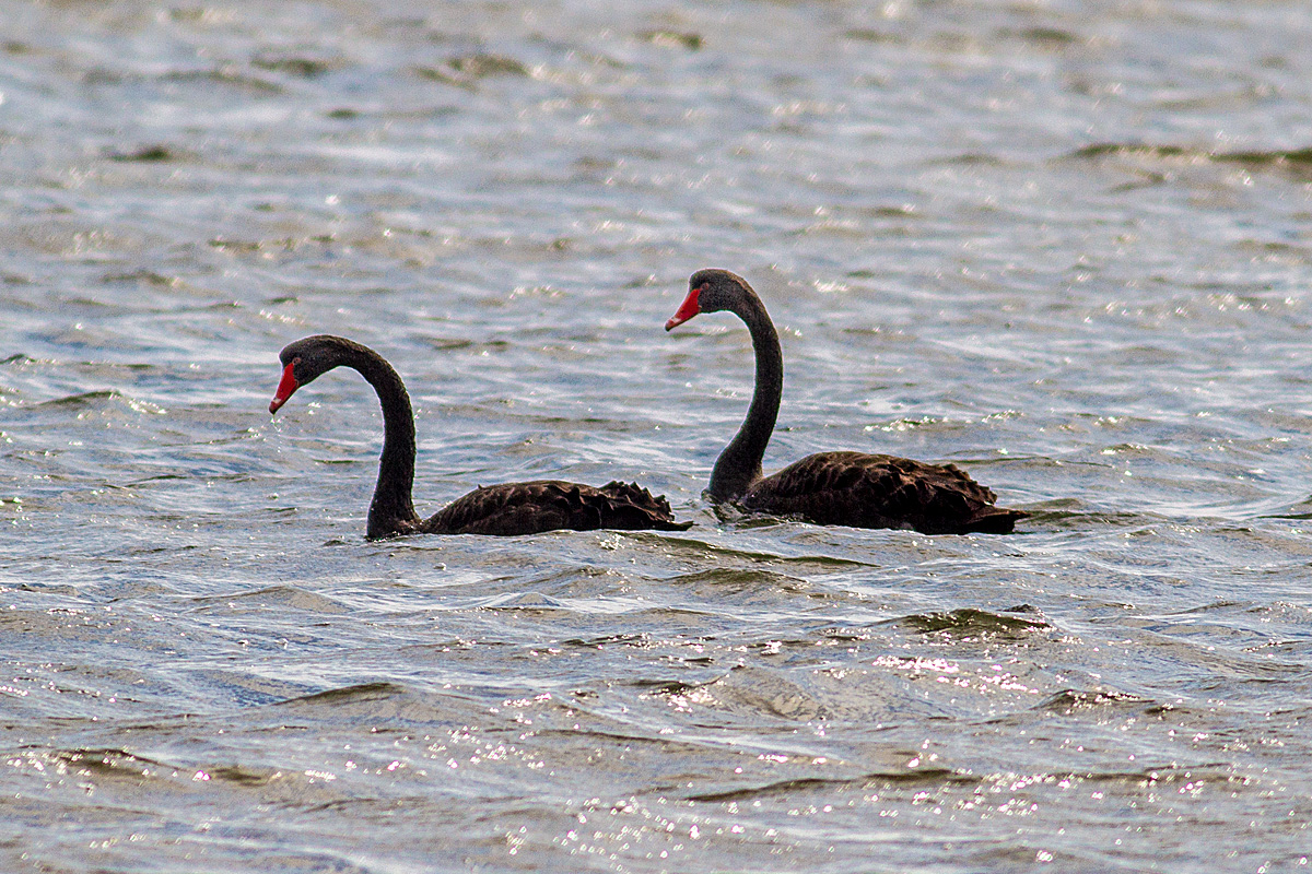Fra Limfjordens bredder...: Dæmningens sorte svaner
