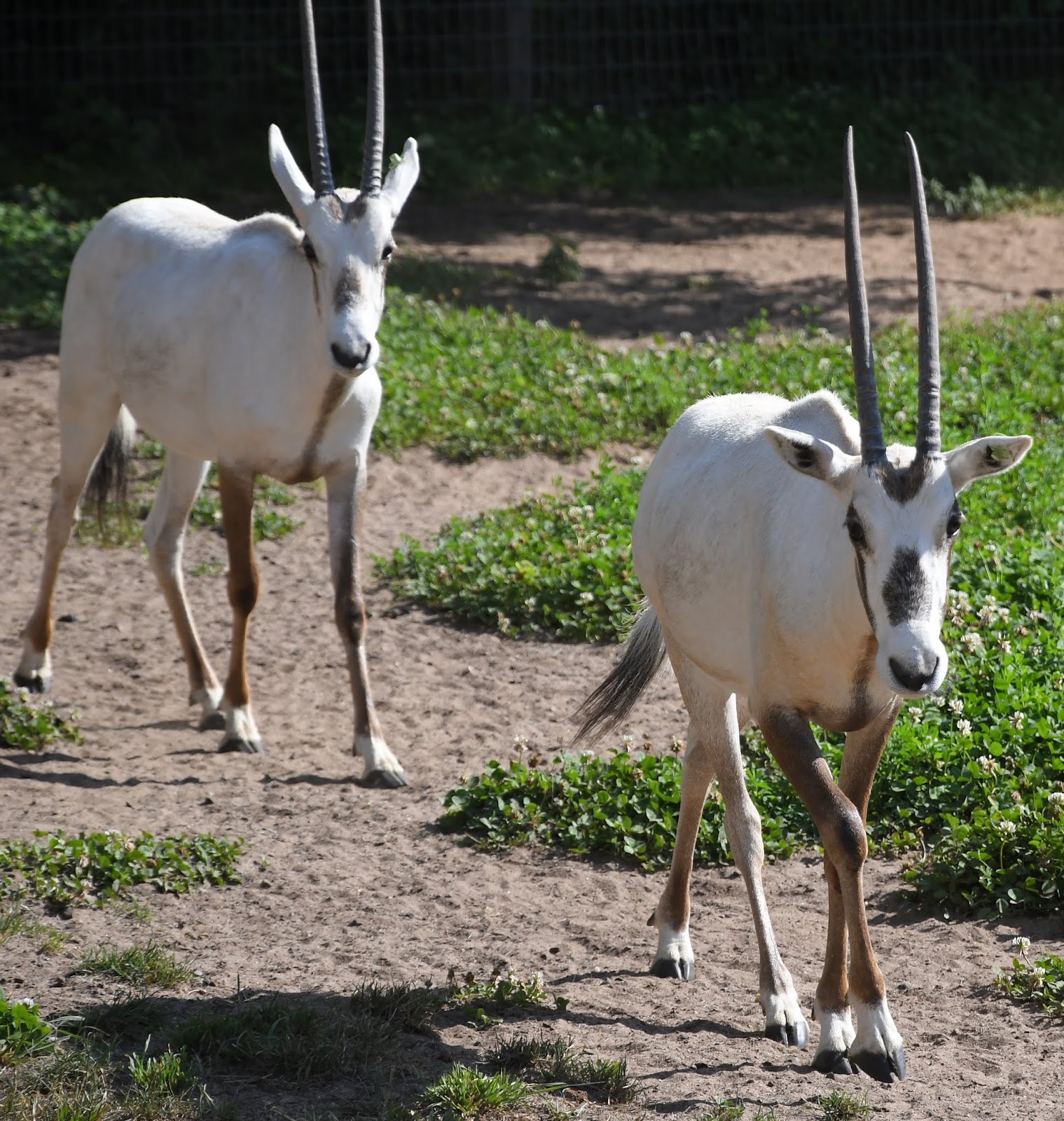 Wildwood Wildlife Park: Arabian Oryx: Back From Extinction