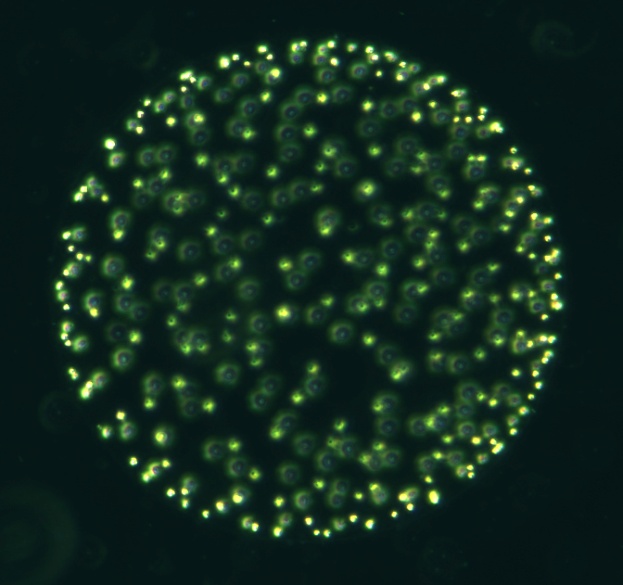 Variety of Life: Haptophyta