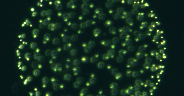 Variety of Life: Haptophyta