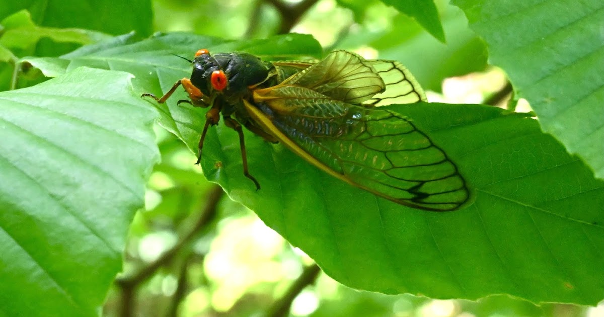 Urban Wildlife Guide: Meet Brood X