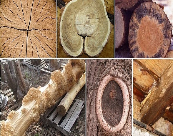 Defects in Wood | Wood Defects - Blogger Nepal