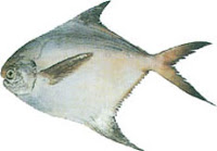 Our Own Kitchen: Fish Glossary/ Fish Names