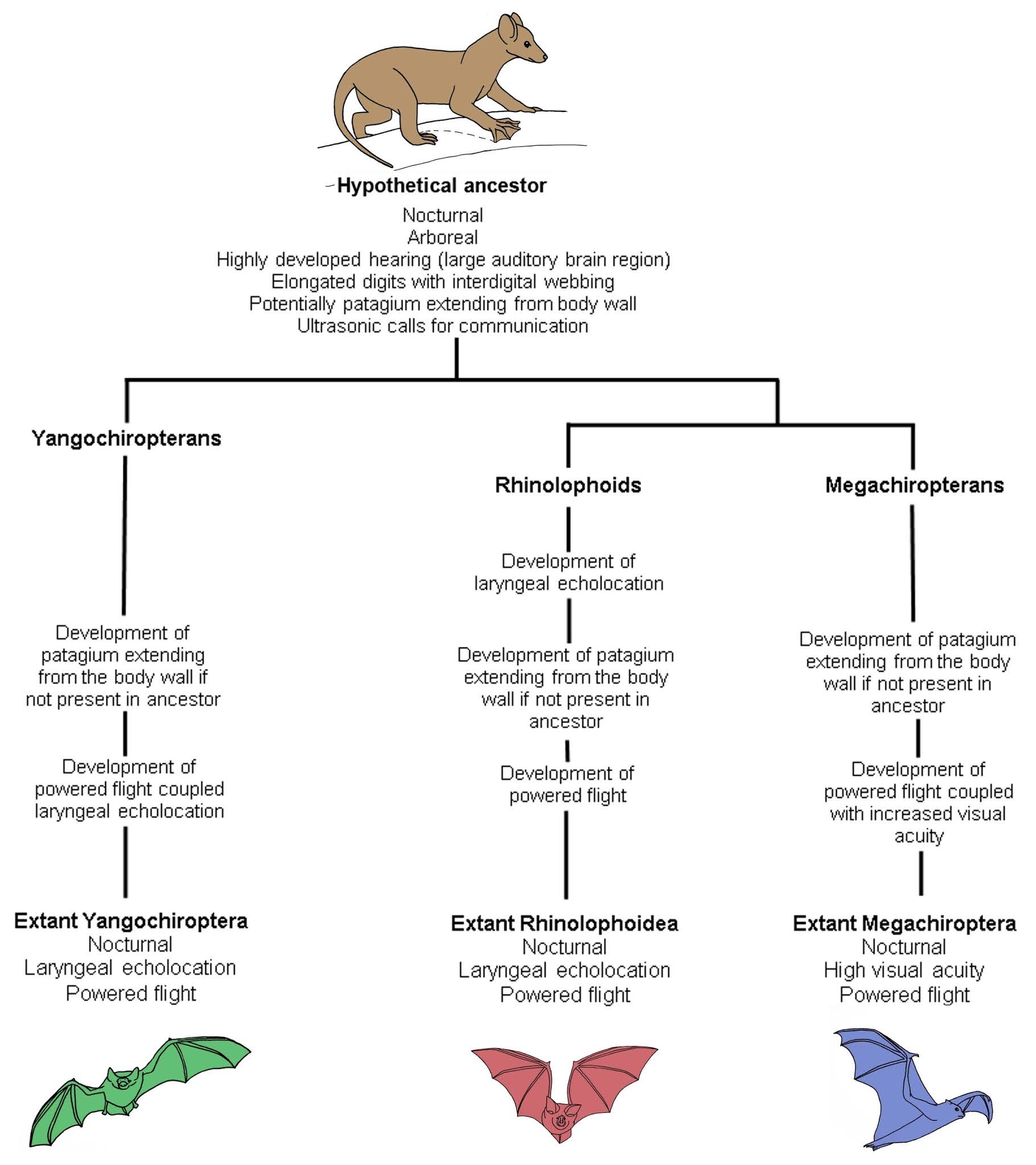 Species New to Science: [Mammalogy • 2020] The Evolution of Flight in ...