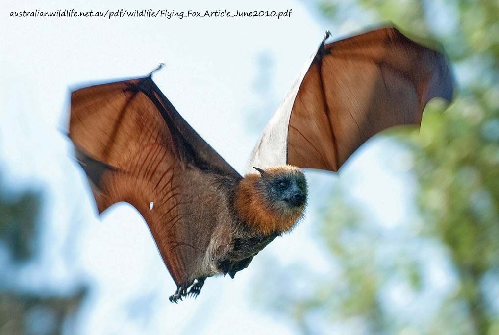Megabat, Flying-fox, Fruit Bat Article - australianwildlife.net.au