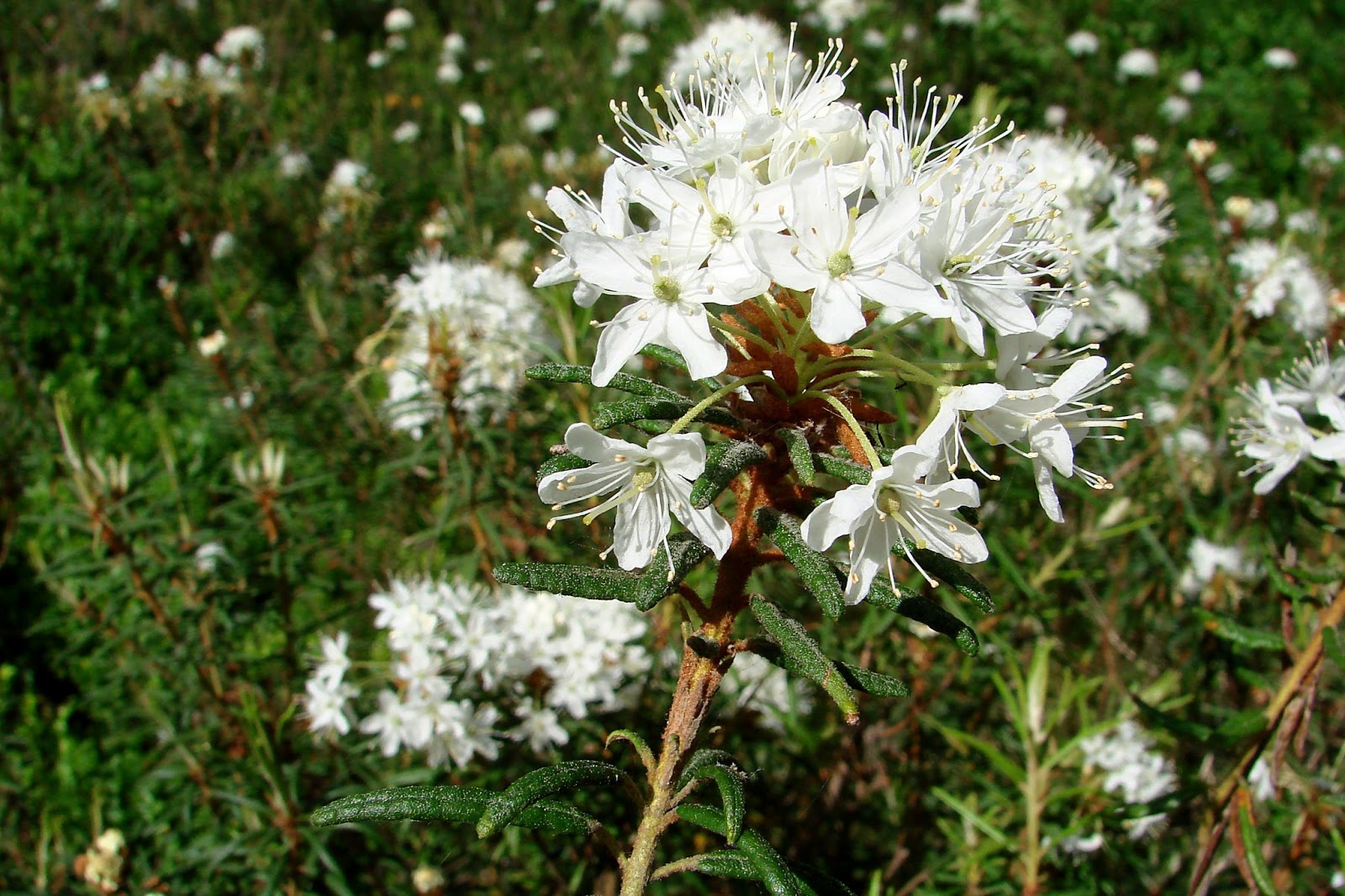 Healing Homeopathy: Ledum Palustre