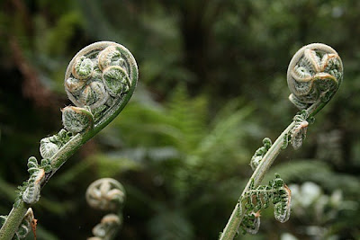 princess anne county: Fecund Fern