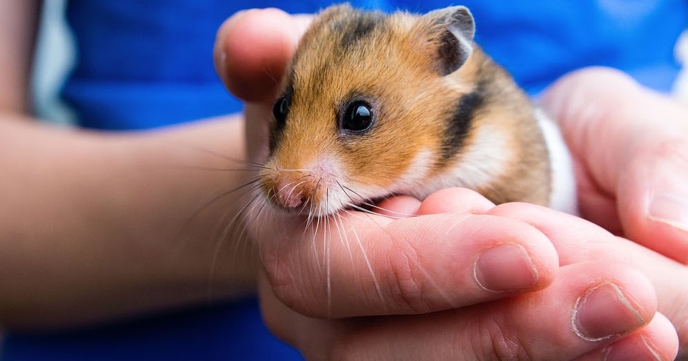 5 Easy Tips How to Take Care of Hamsters