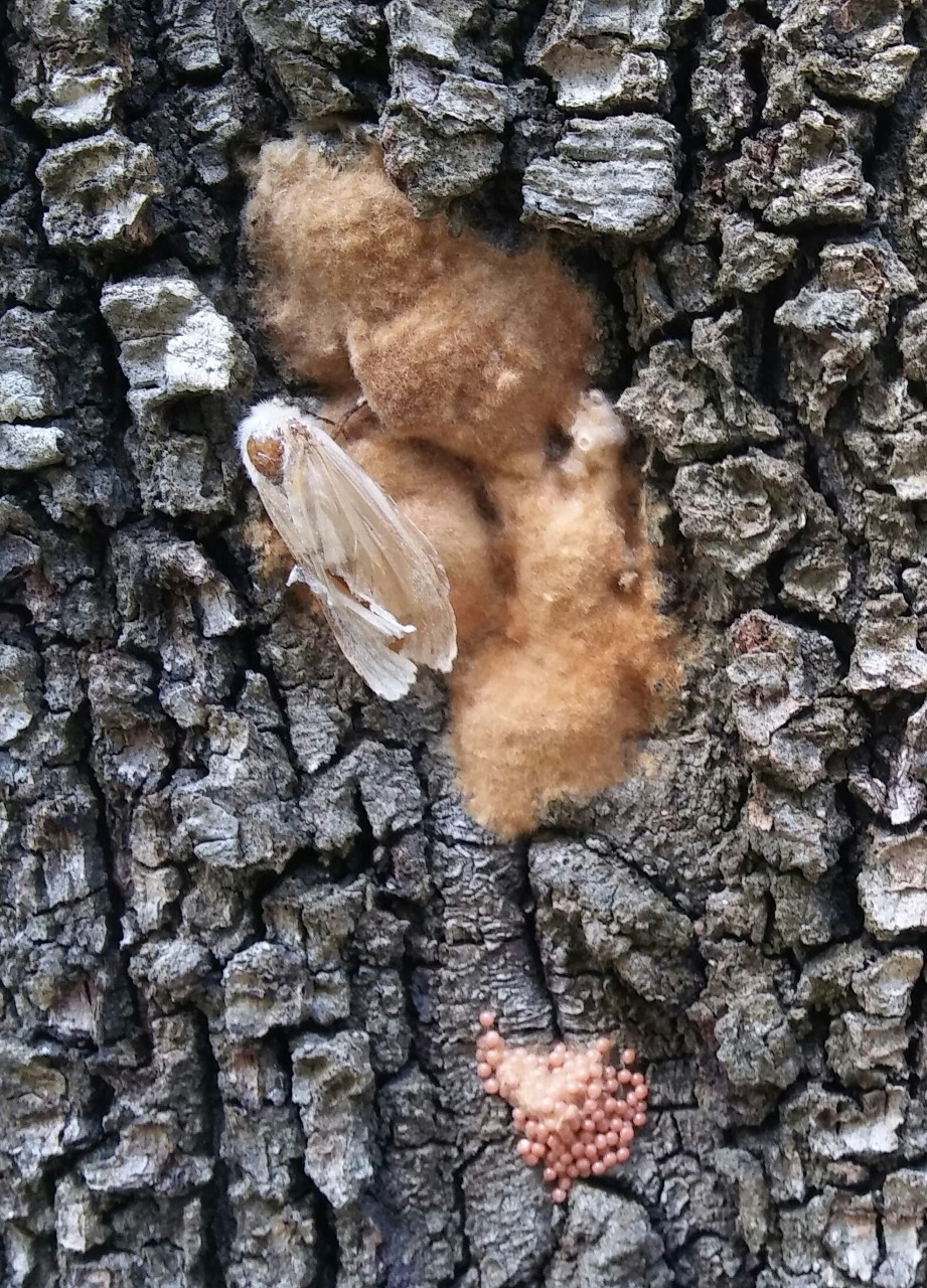 La Natura a la Baixa Tordera: Sobre la Cuca peluda del suro (Lymantria ...