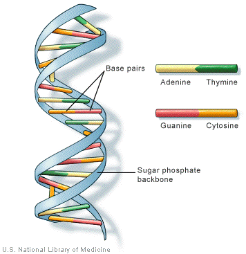 Steps in DNA Replication | Science Decoder