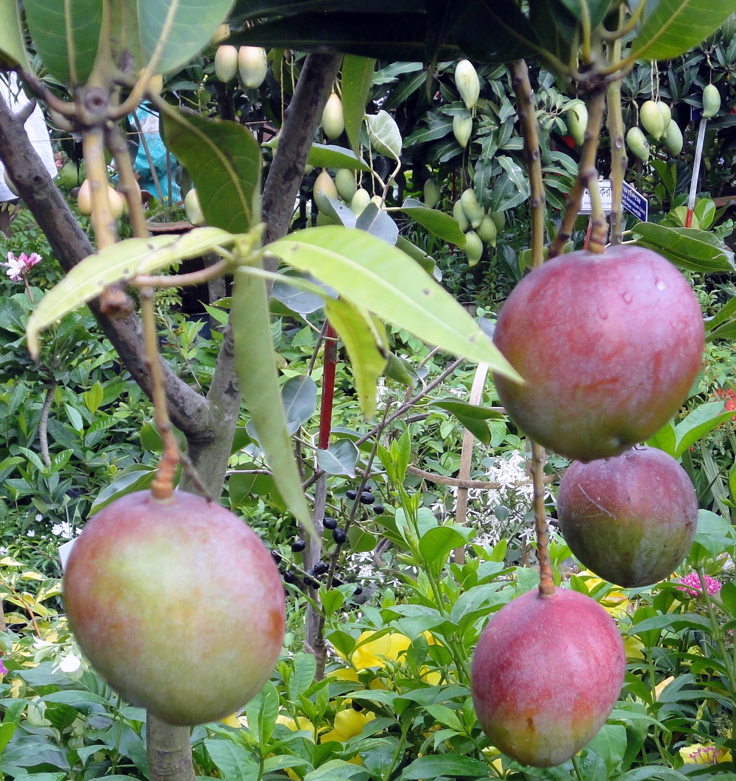Beautiful Bangladesh: Fruits