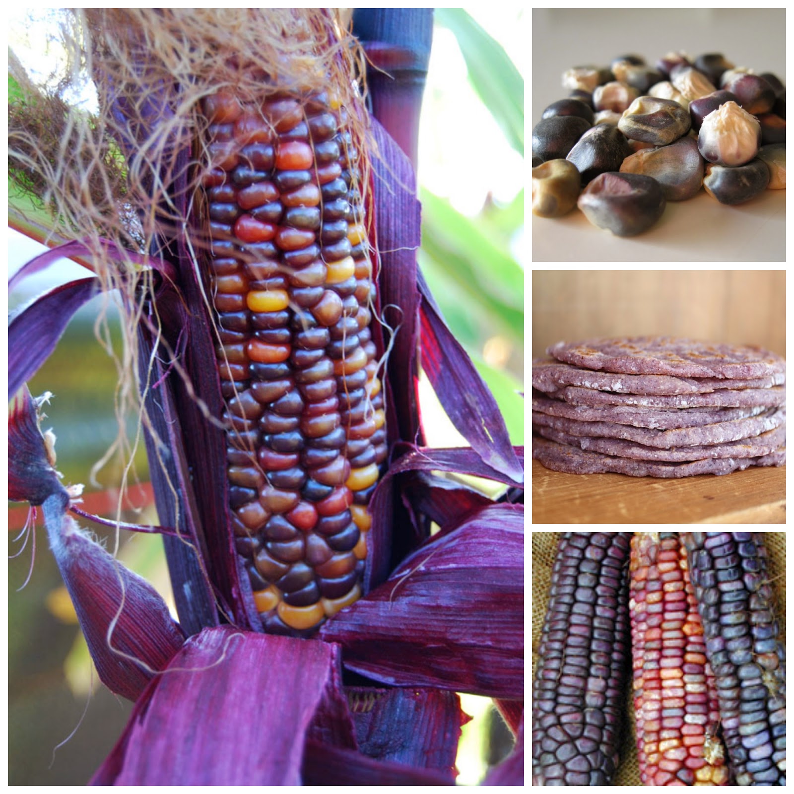 hopi indians corn