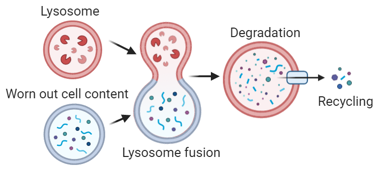 Lysosome Structure