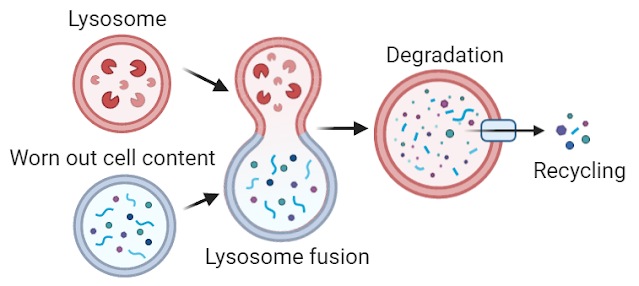 Lysosome Function | Structure, Diagram and Storage Diseases