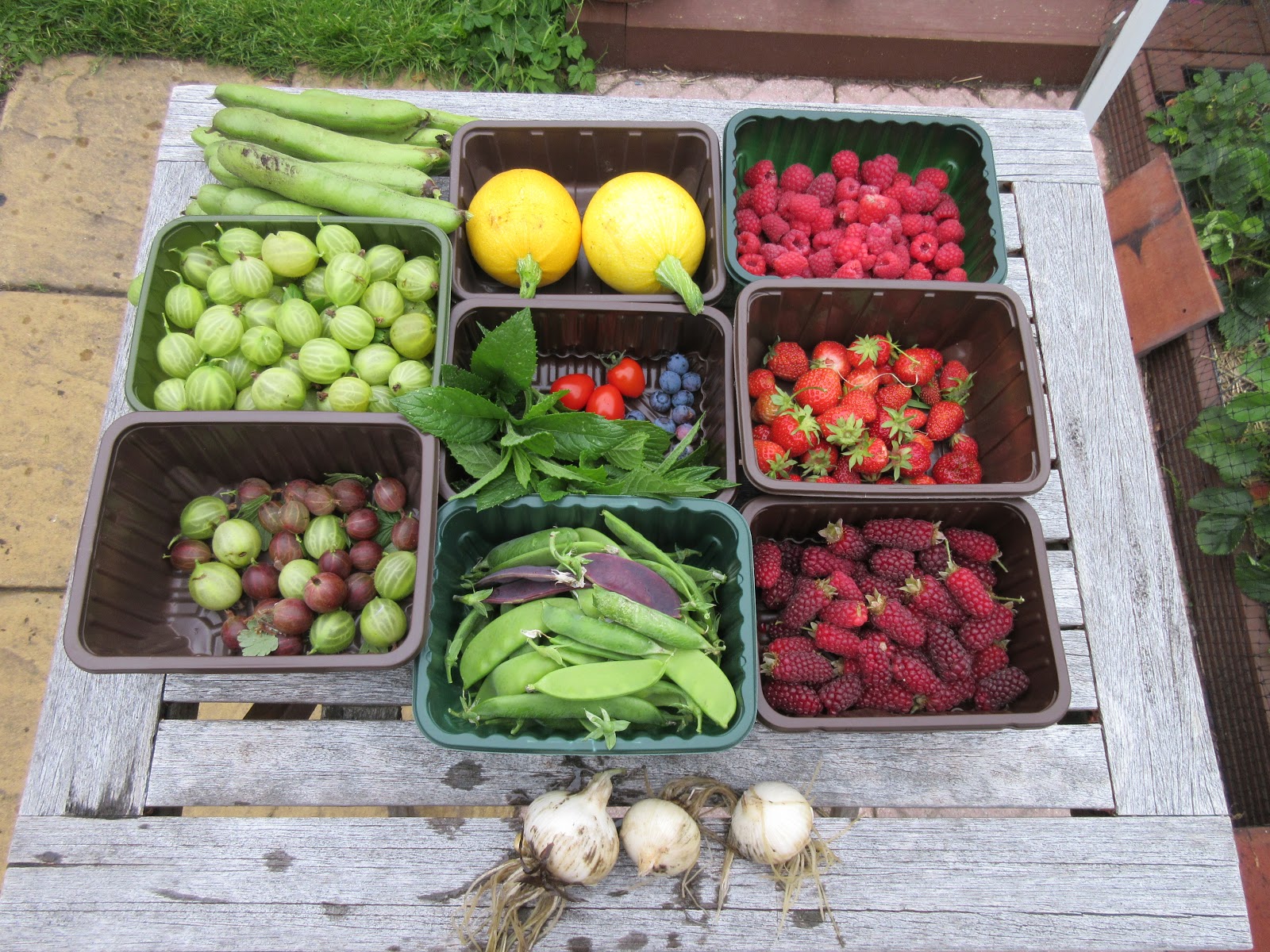 Allotment #65: Harvest, Harvest, Harvest time.