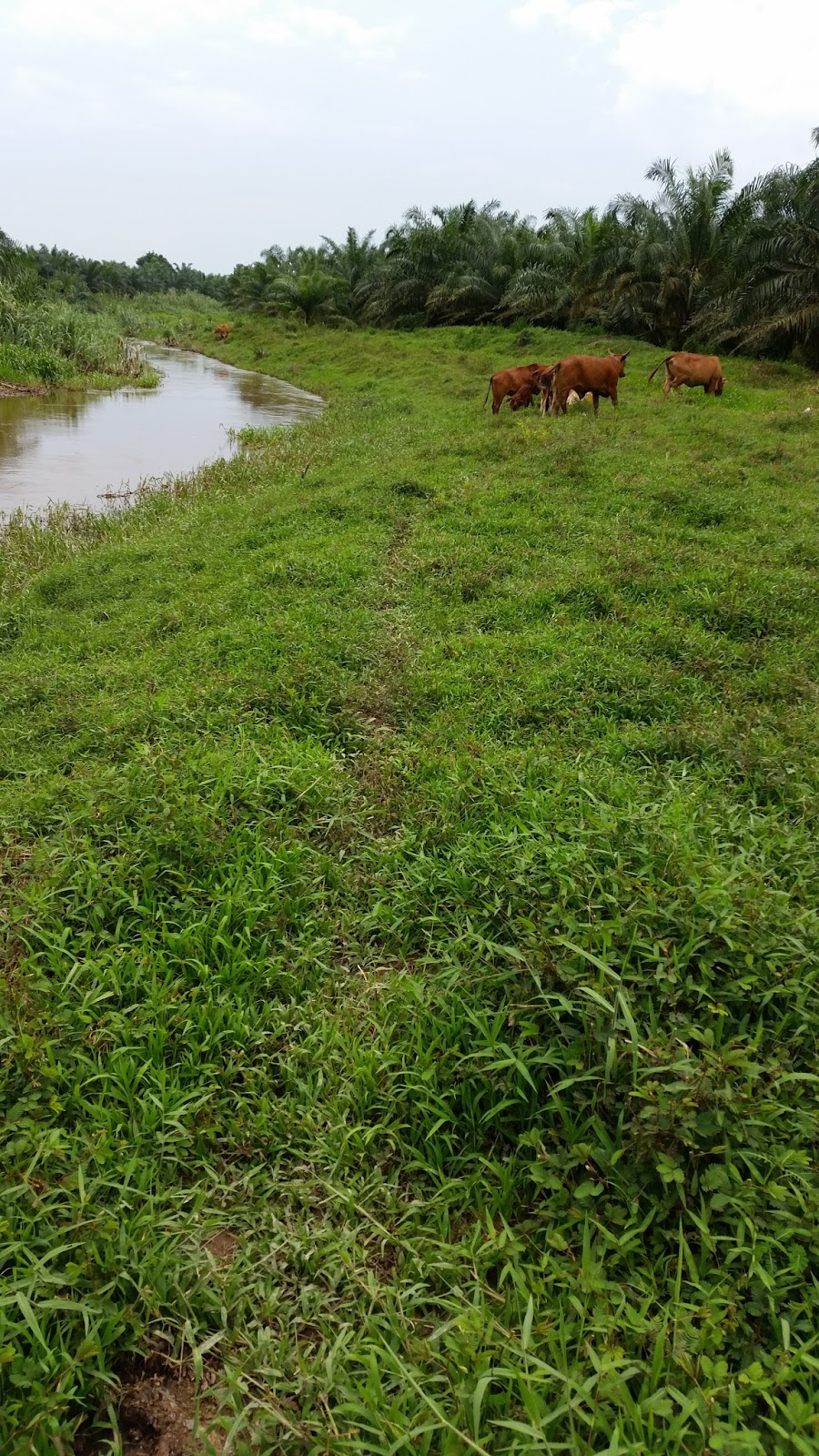 Warisan Petani: Ternakan Lembu 4