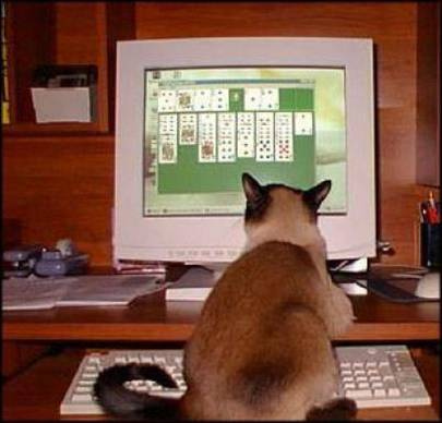 Funny Pictures of Cat and Technology | Amazing Creatures