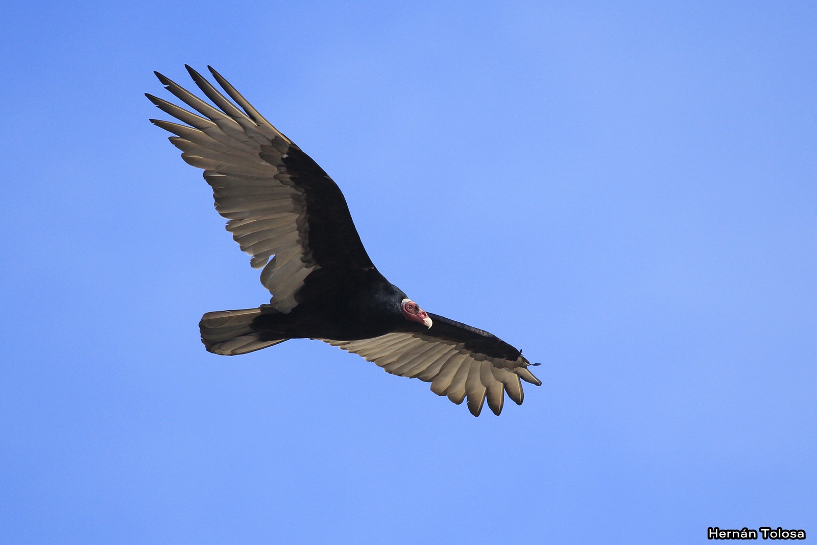 Aves en Uruguay: Jotes en José Ignacio