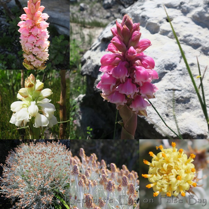 Banksias on Brakkloofrant