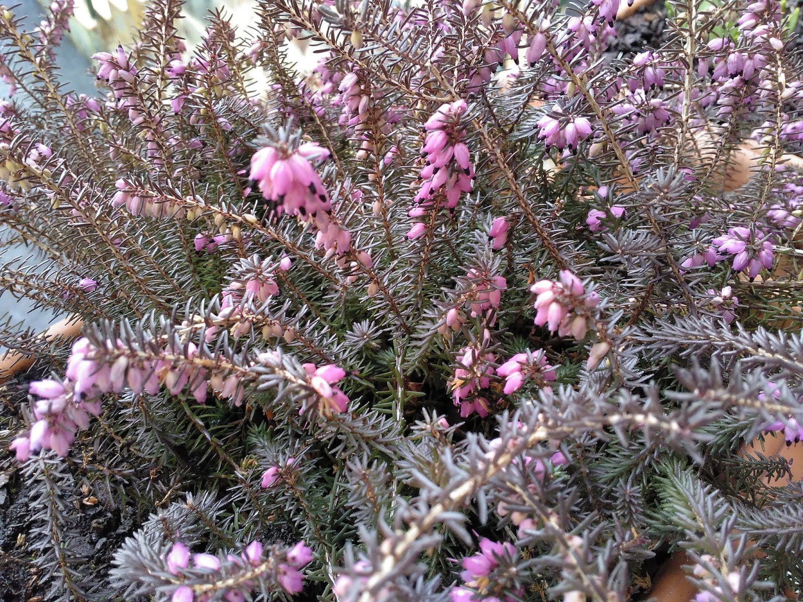 Biosfera vegetal.: Brezo rosado (Erica x darleyensis).